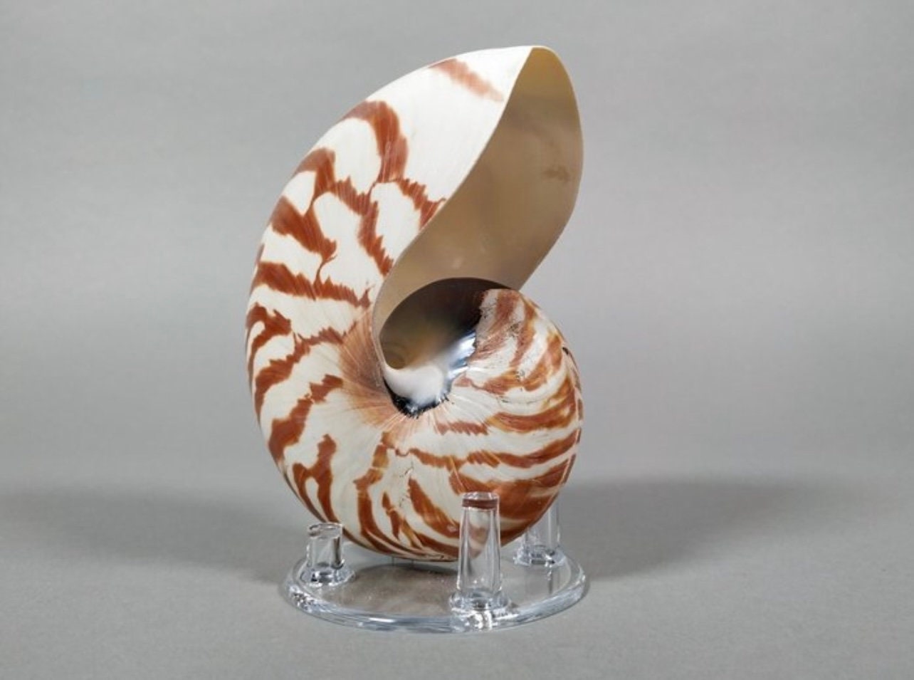 Nautilus Shell - Rare Deep Sea Shell Specimen - Tiger Stripped With ...