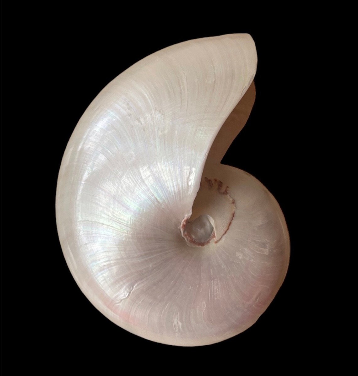 Nautilus Pearl Polished Shell Rare Deep Sea Shell Specimen - Etsy