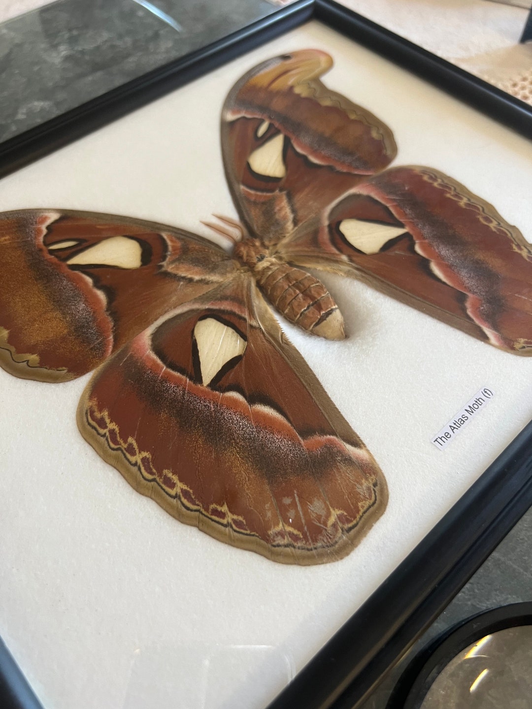 Giant Atlas Moth Wall Frame Decoration Real Butterfly Glass - Etsy