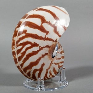 Nautilus Shell Rare Deep Sea Shell Specimen Tiger Stripped With Display ...