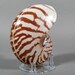 Nautilus Shell Rare Deep Sea Shell Specimen Tiger Stripped With Display ...