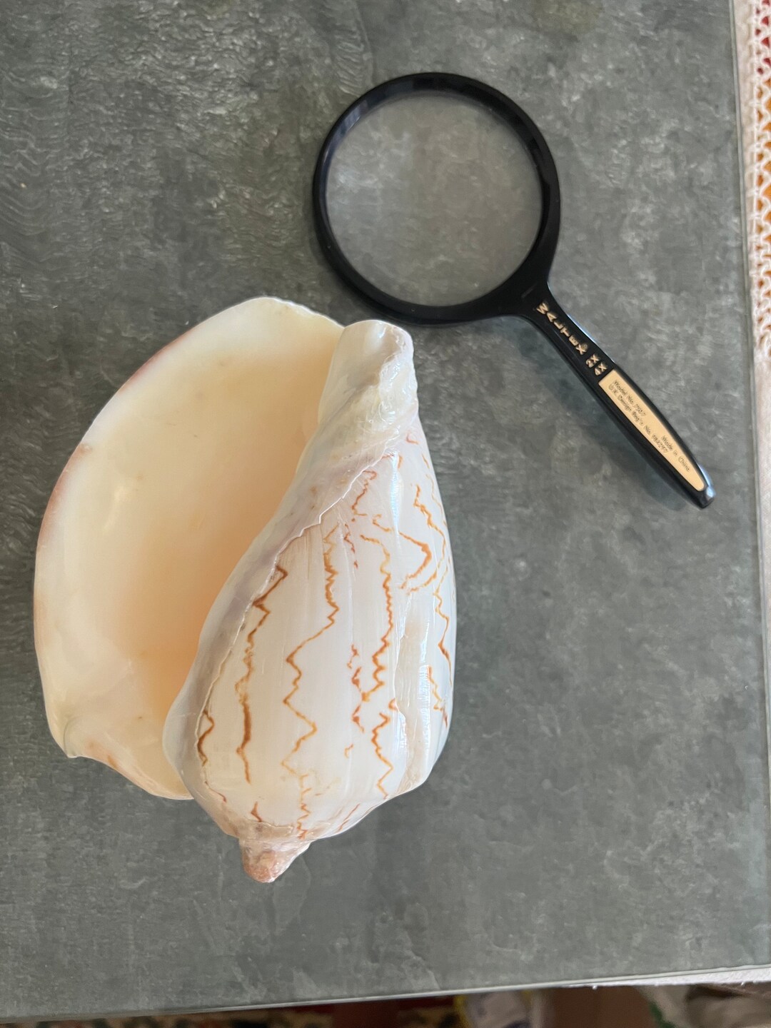 Extra Large Tropical Rare Seashell - Cymbiola Nobilis (noble Volute ...