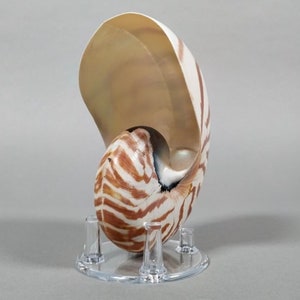 Nautilus Shell Rare Deep Sea Shell Specimen Tiger Stripped With Display ...