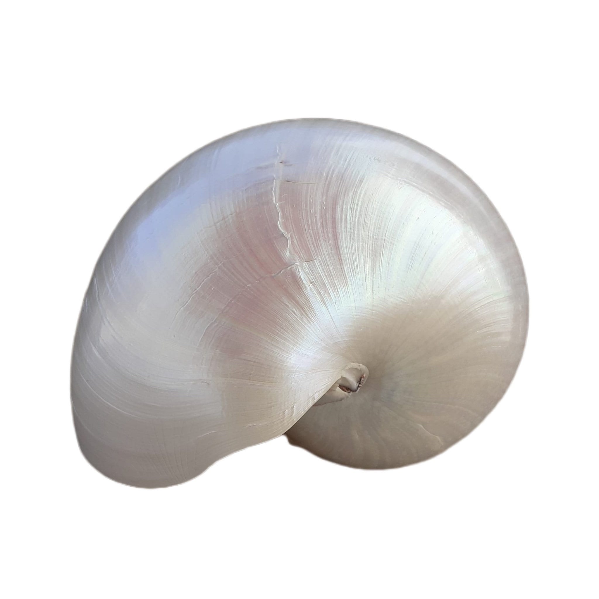 Nautilus Pearl Polished Shell Rare Deep Sea Shell Specimen - Etsy