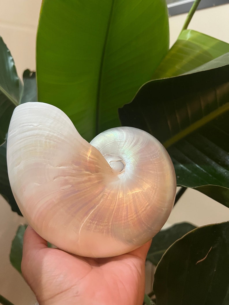 Nautilus Polished Seashell - 12 / 13 Cm - Luxury Decor Piece - Living ...