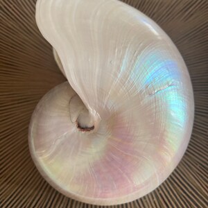 Nautilus Pearl Polished Shell - XL Rare Deep Sea Shell Specimen 16 / 17 ...