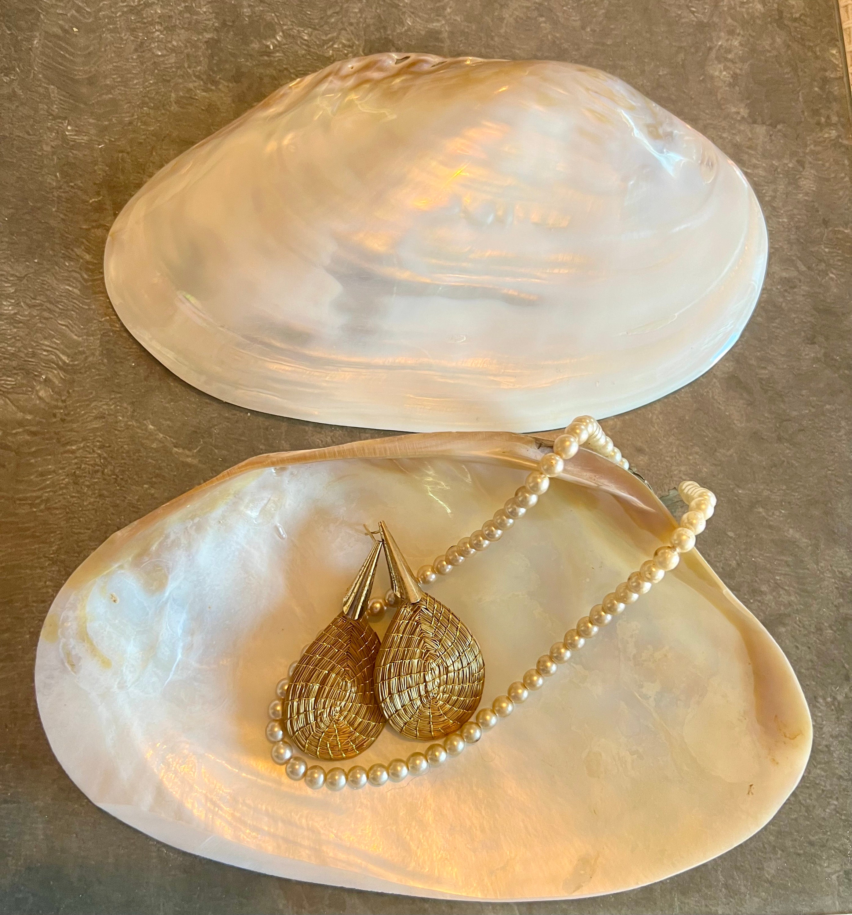Premium Seashell for Luxury Home Decor and Jewelry Tray XXL Pacific ...
