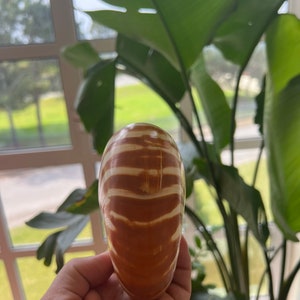 Nautilus Shell Rare Deep Sea Shell Specimen - Etsy UK