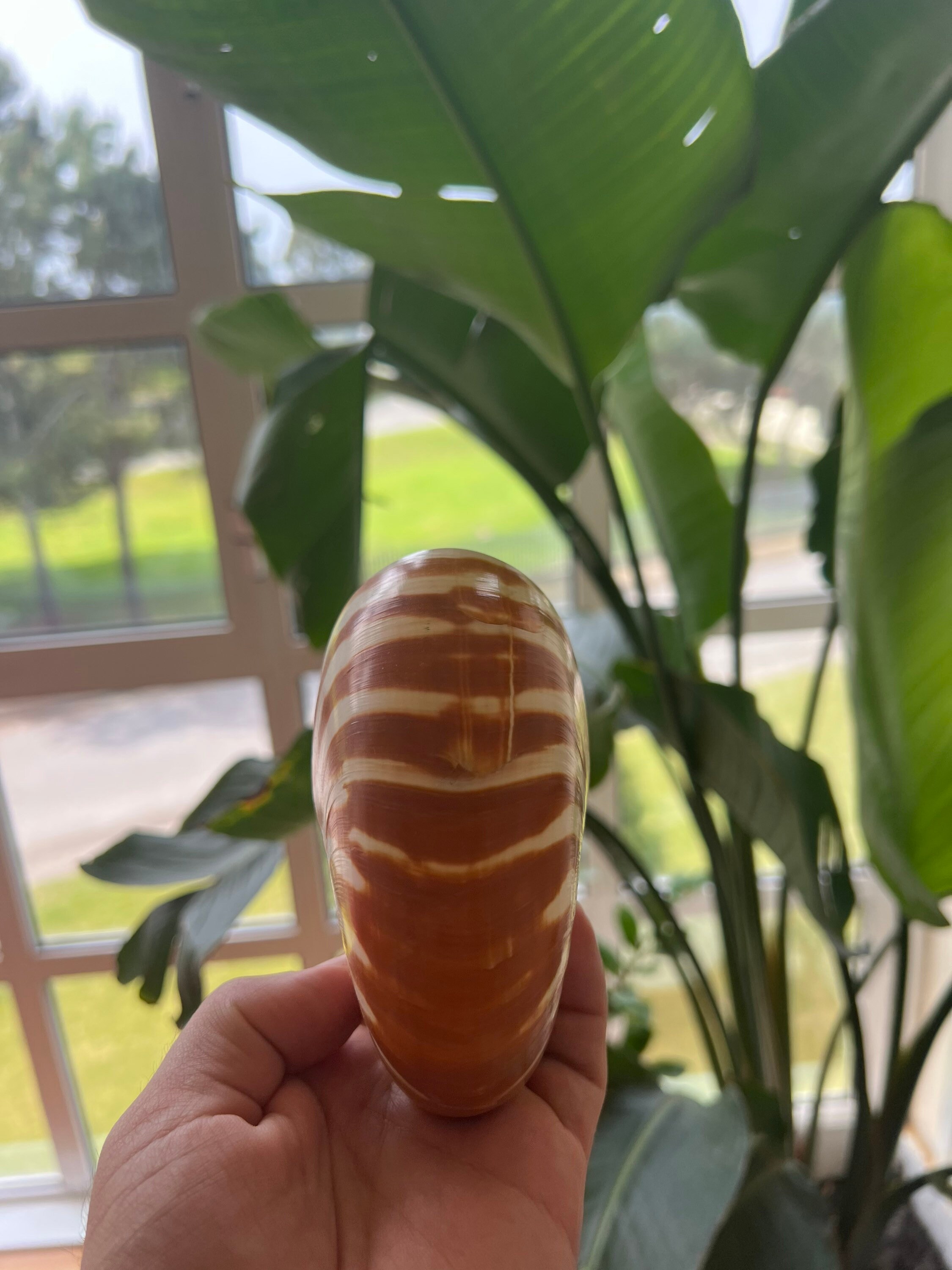 Nautilus Shell Rare Deep Sea Shell Specimen - Etsy