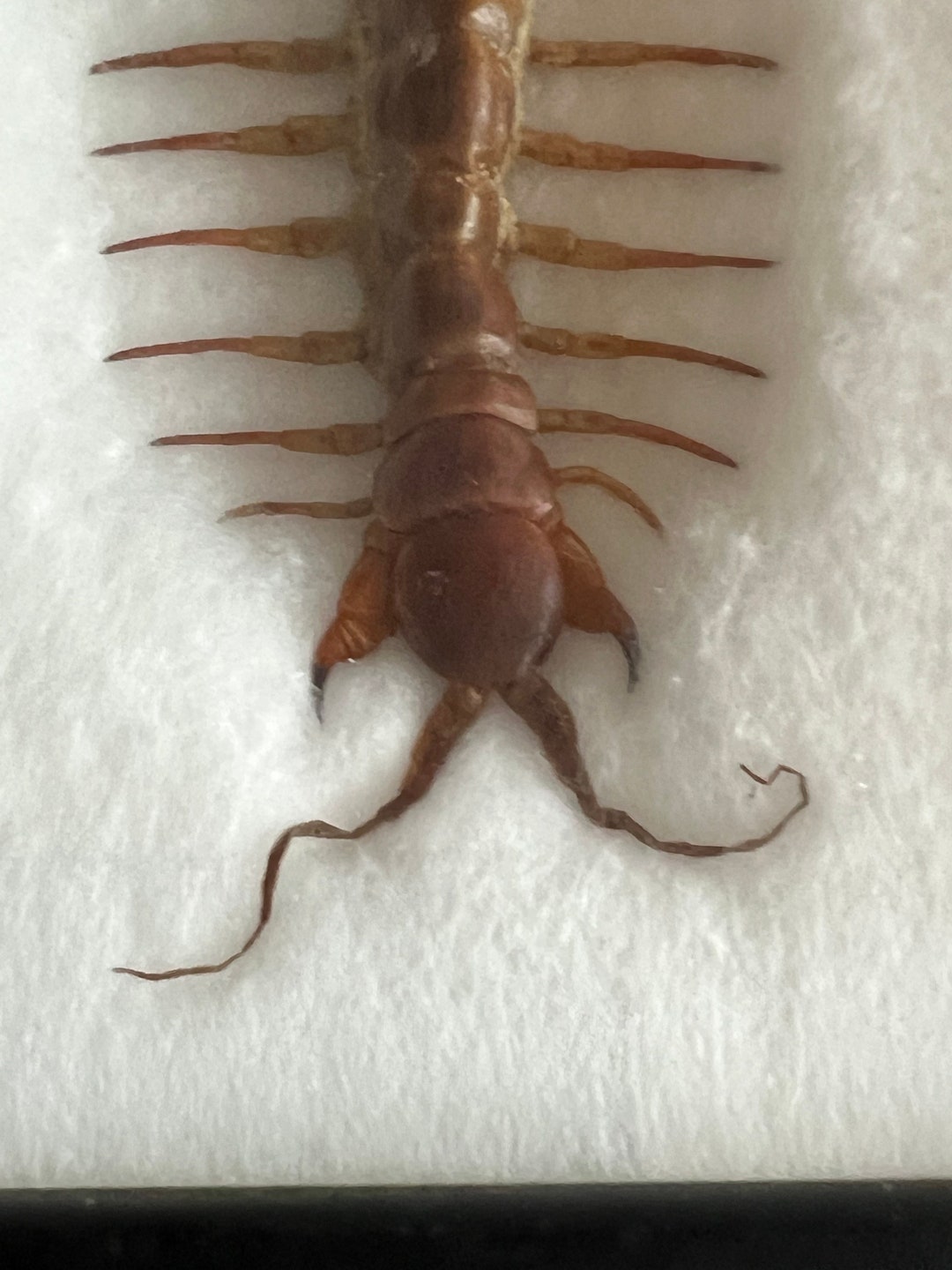 Giant Centipede Wall Frame Horror Movie Decor Theme Ideas - Etsy