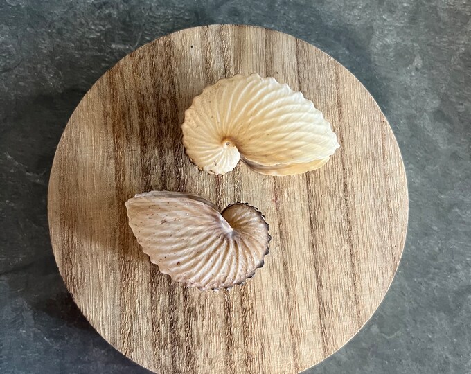 Nautilus Shell Rare Deep Sea Shell Specimen Tiger Stripped With Display ...