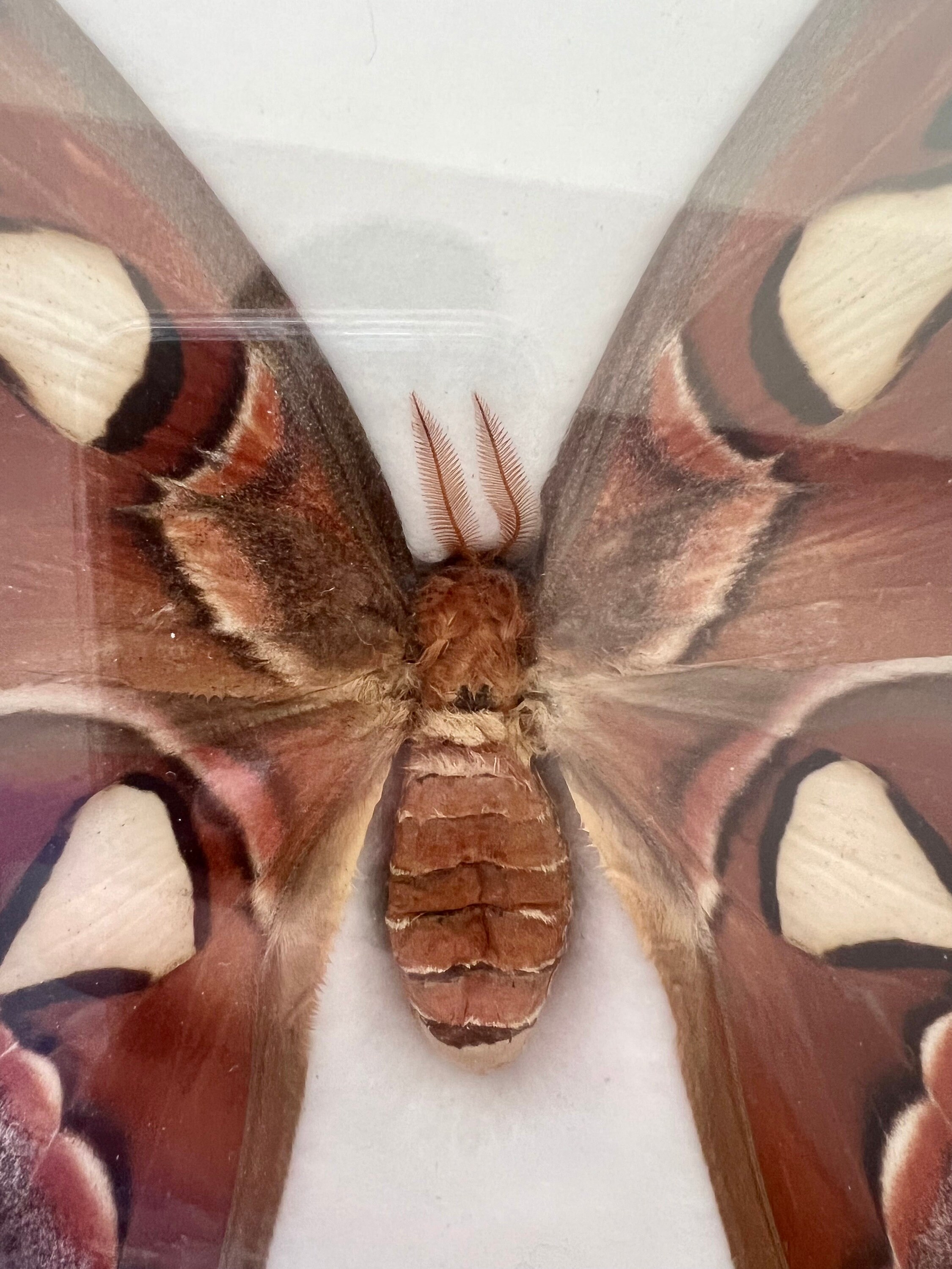 Giant Atlas Moth Wall Frame Decoration Real Butterfly Glass Wall Frame ...