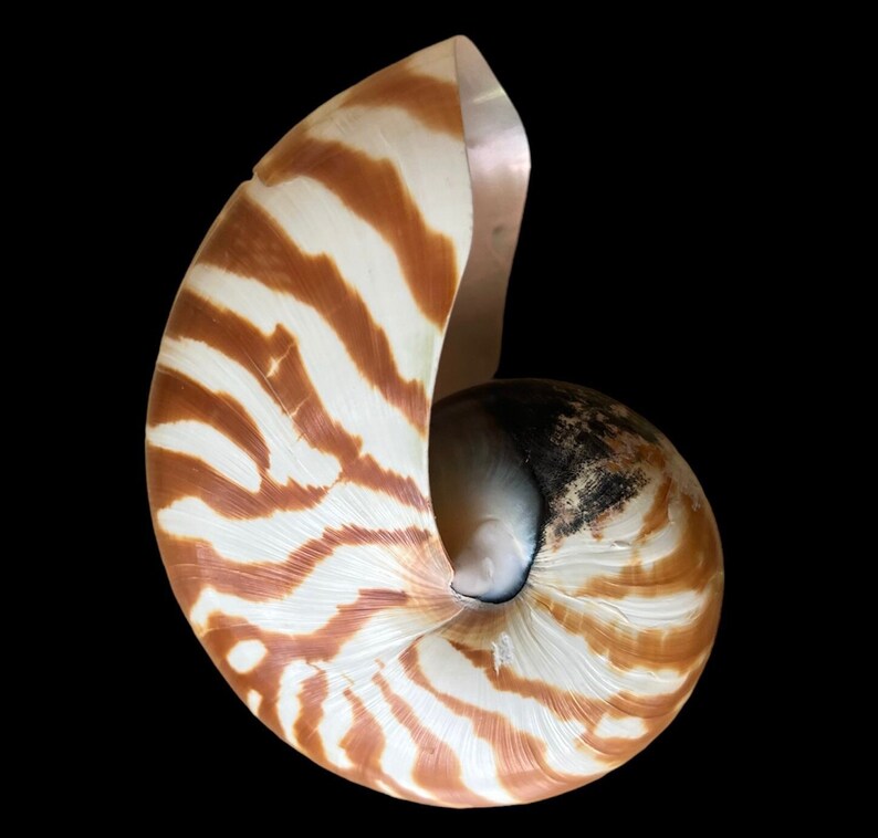 Nautilus Shell Rare Deep Sea Shell Specimen - Etsy