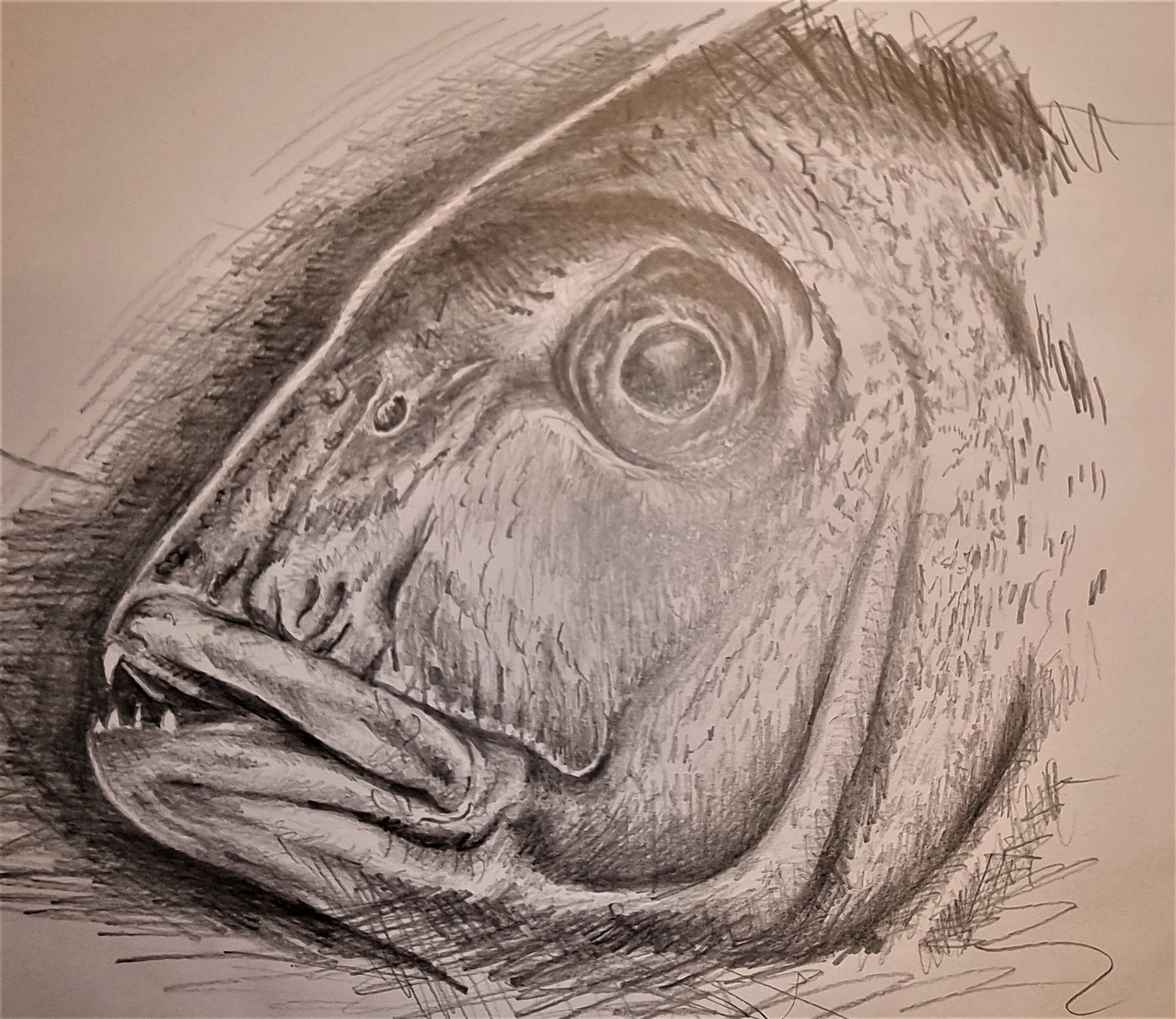 Digital Download Art Lesson - How to Draw a Fish, Lesson 1 of Marine ...