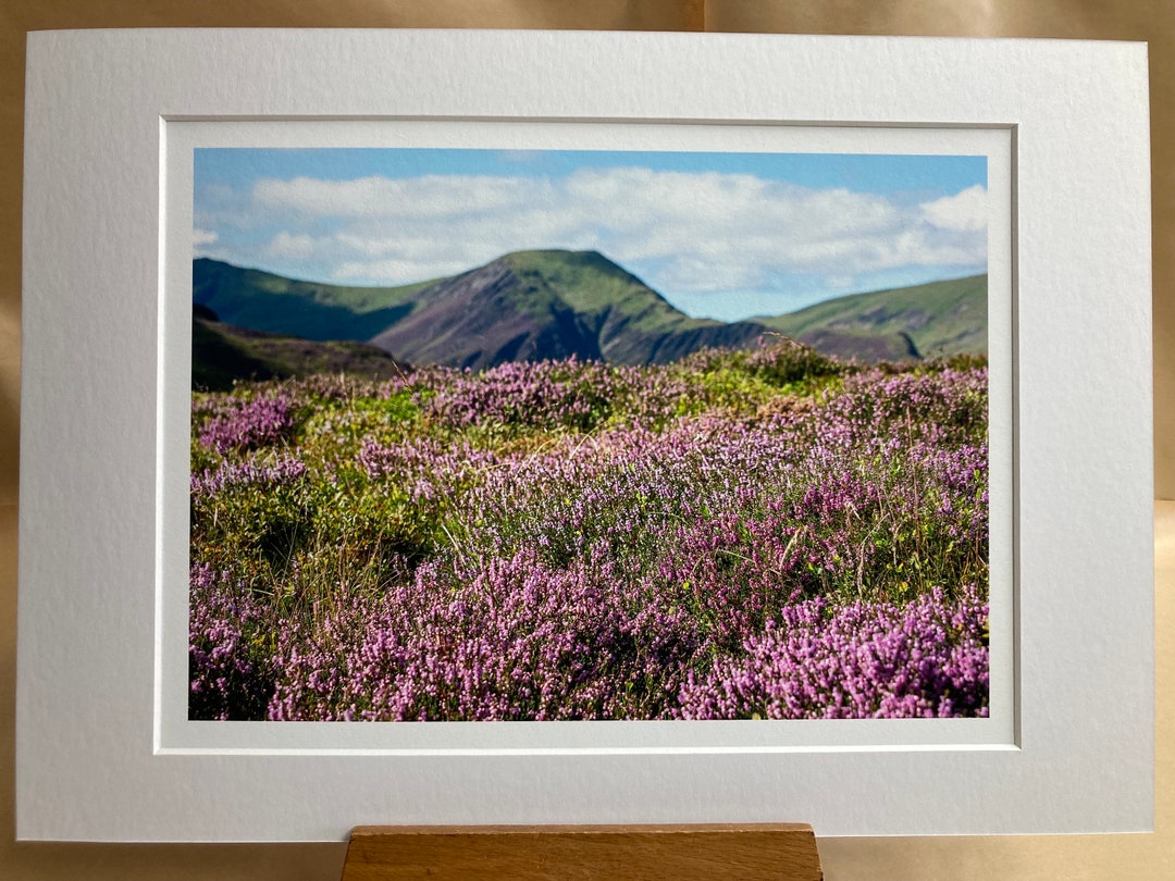 Pink Heather on Maiden Moor Lake District Print - Etsy UK