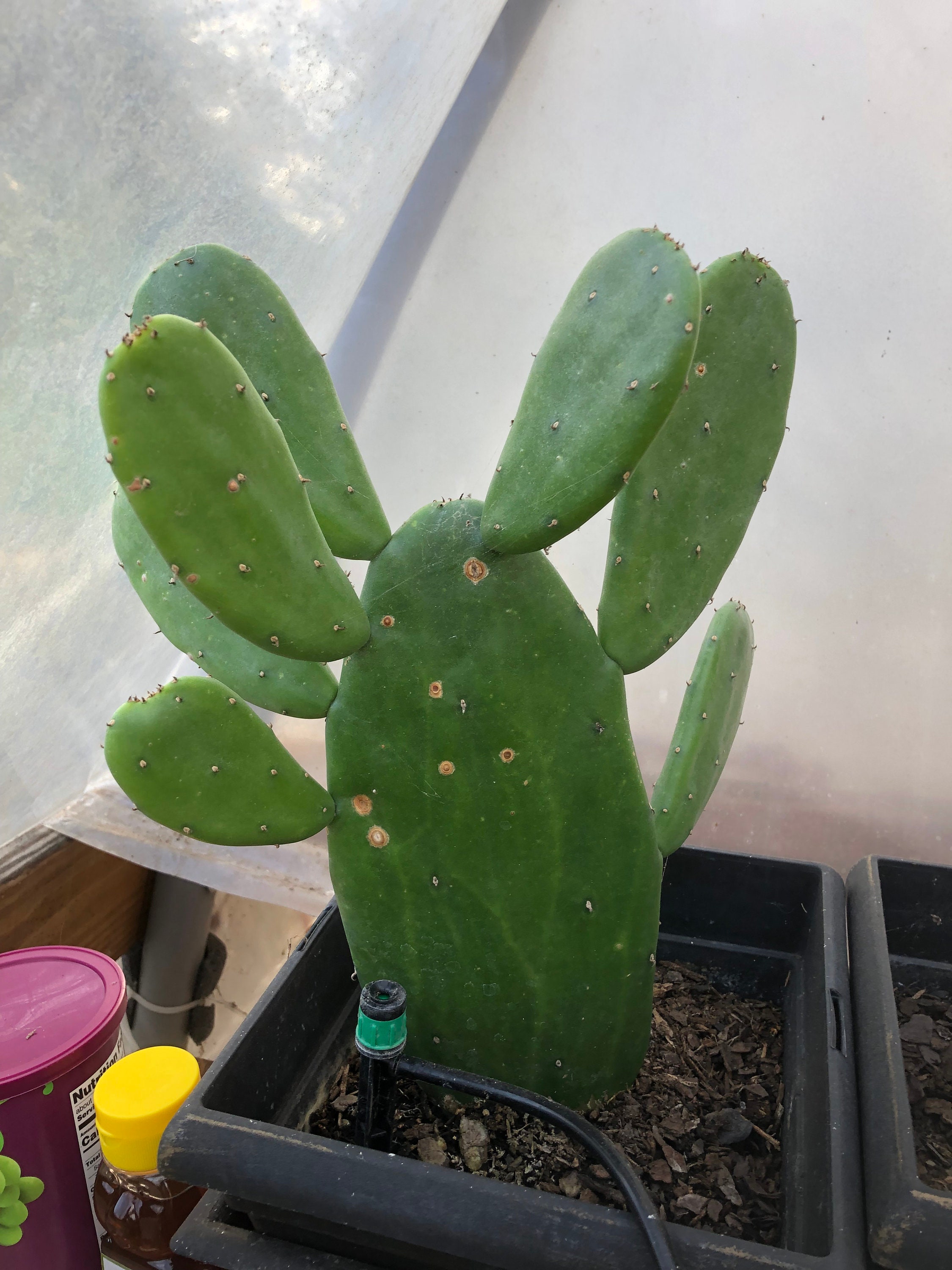 Nopales Fresh Prickly Pear Cactus Pad Cuttings - Etsy