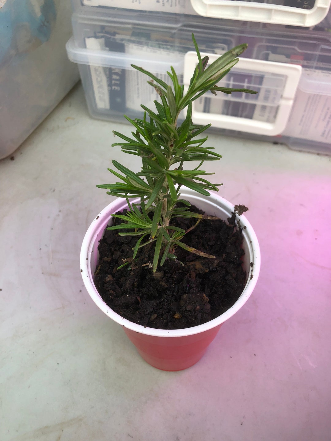 Preorder: One Starter Live Rosemary Plant 4 to 6 Inches - Etsy