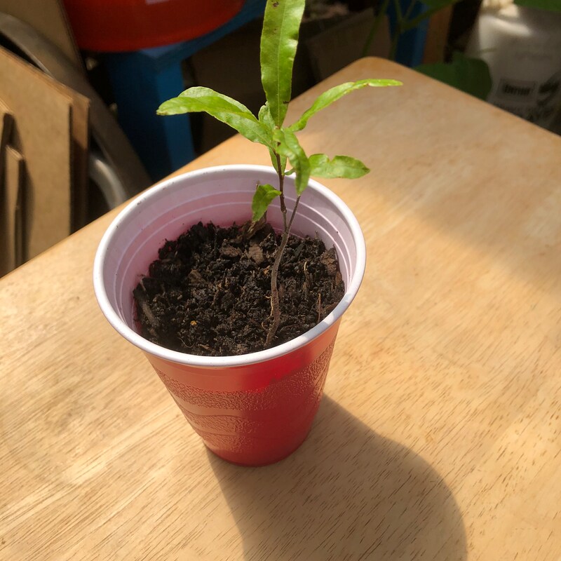 Tree Seedling - Etsy