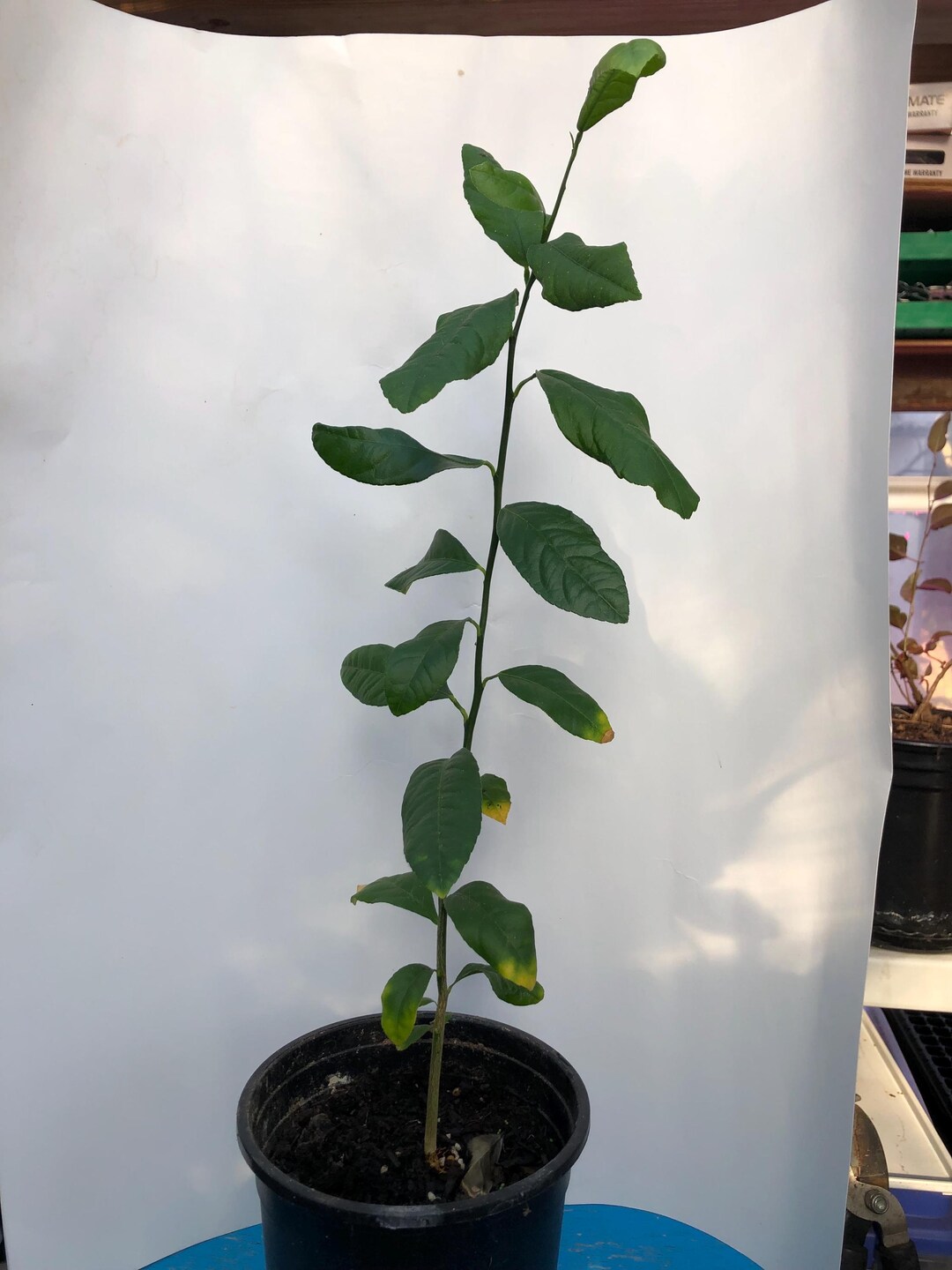 Dwarf Lemon Tree 1-2 Feet Tall - Etsy