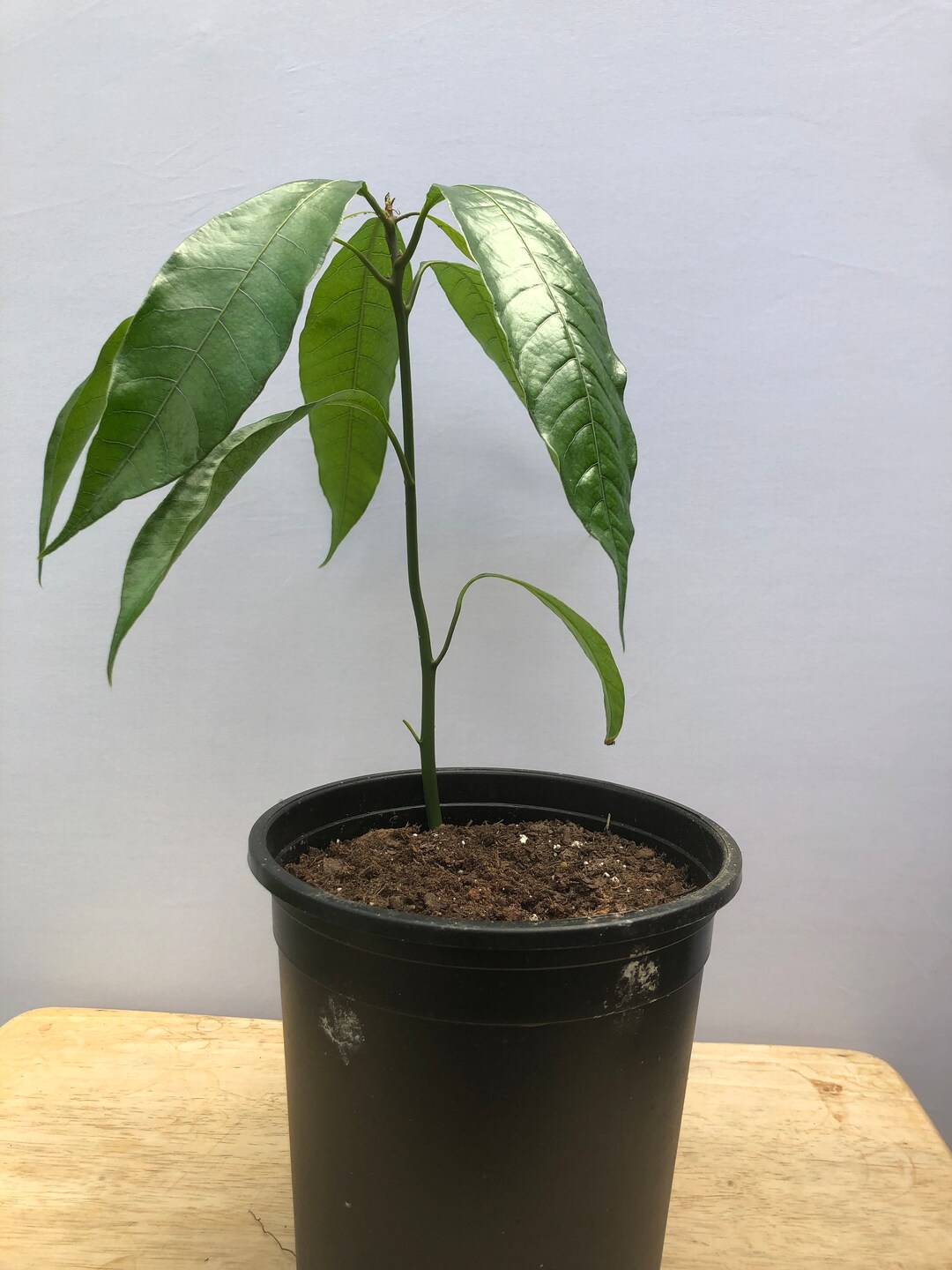 One Starter Mango Tree Plant 6 to 12 Inches - Etsy