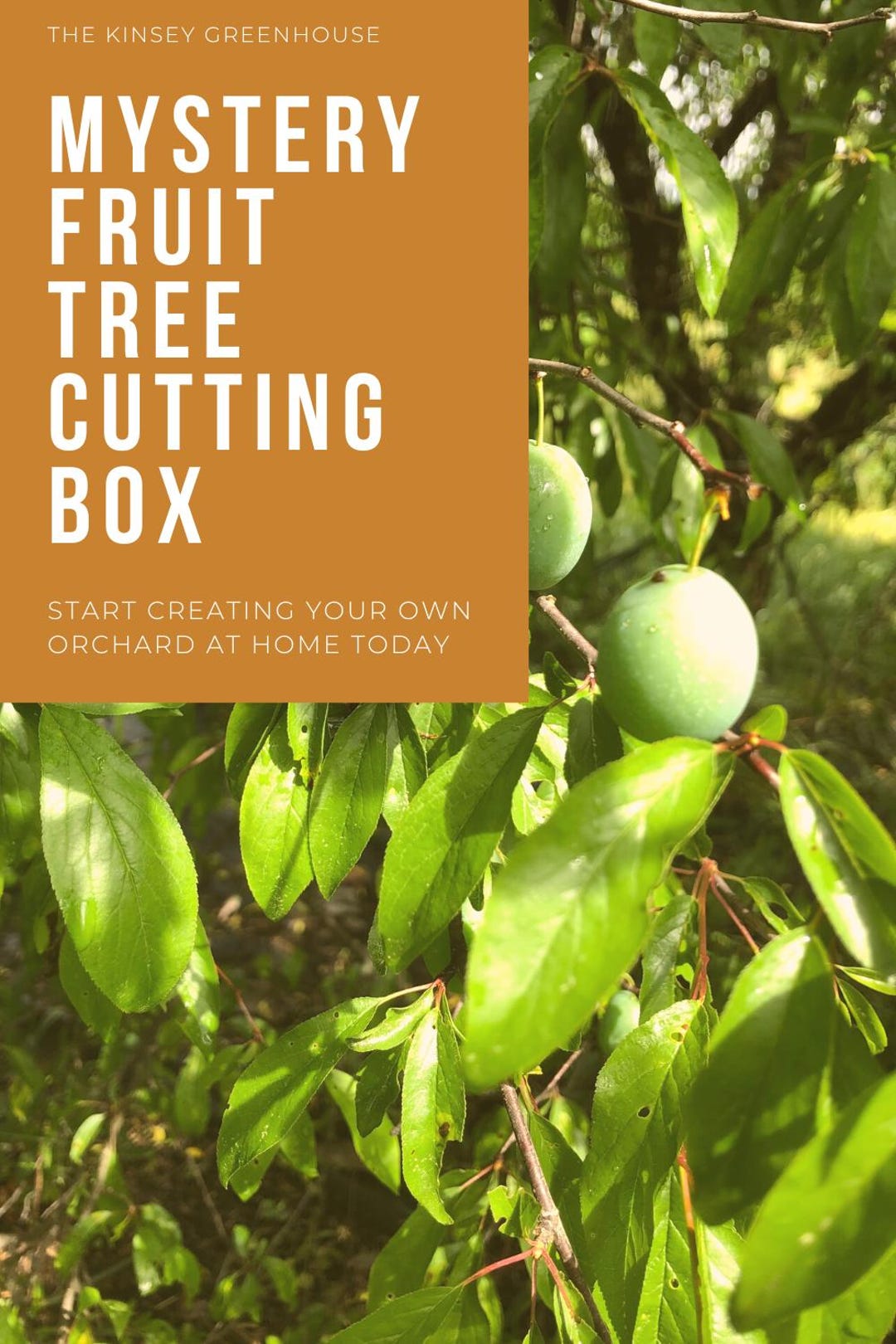 Mystery Fruit Tree Cuttings Box – Surprise Mix of Edible Fruit ...
