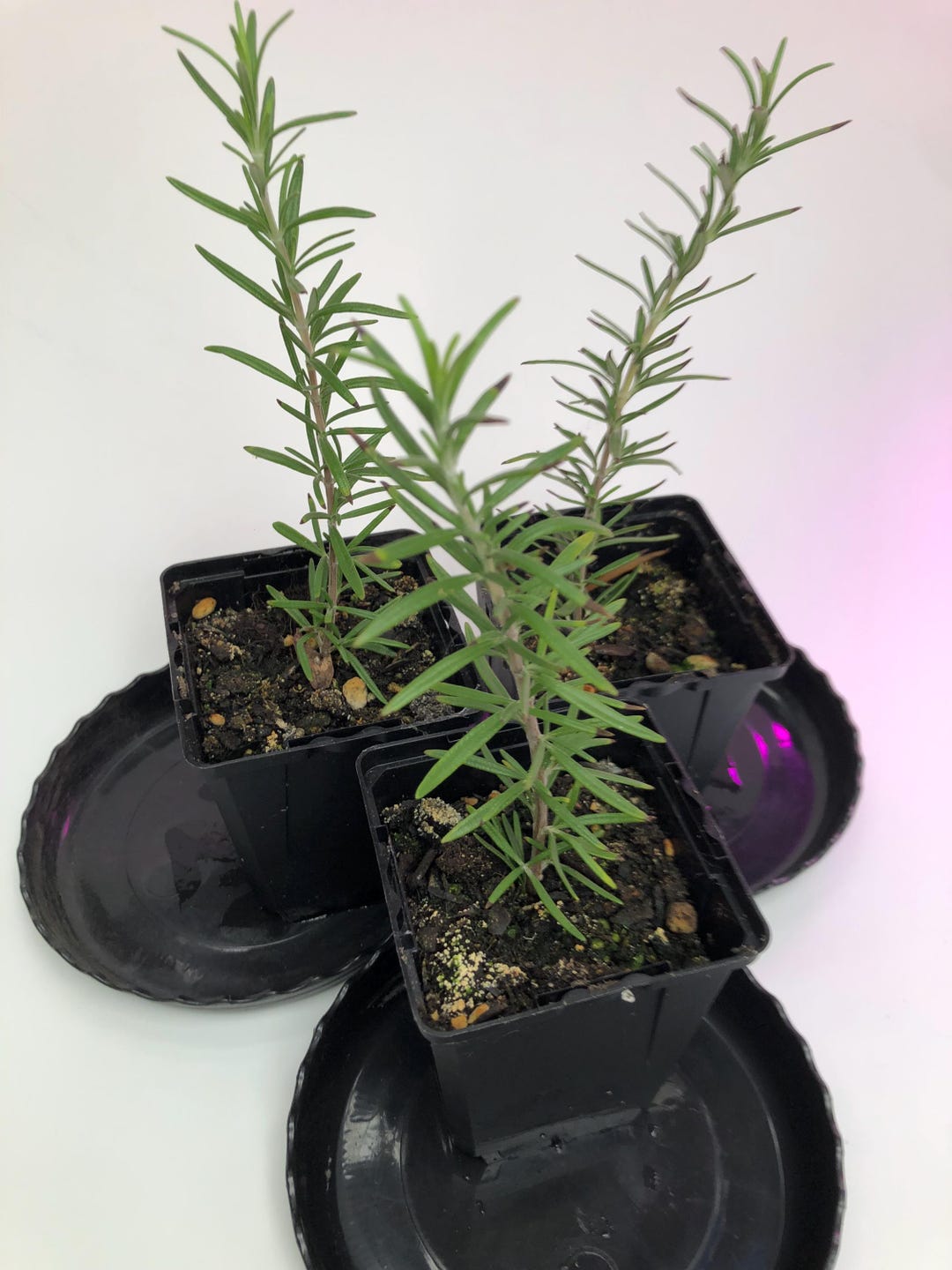 Three Starter Live Rosemary Plants 4 to 6 Inches - Etsy