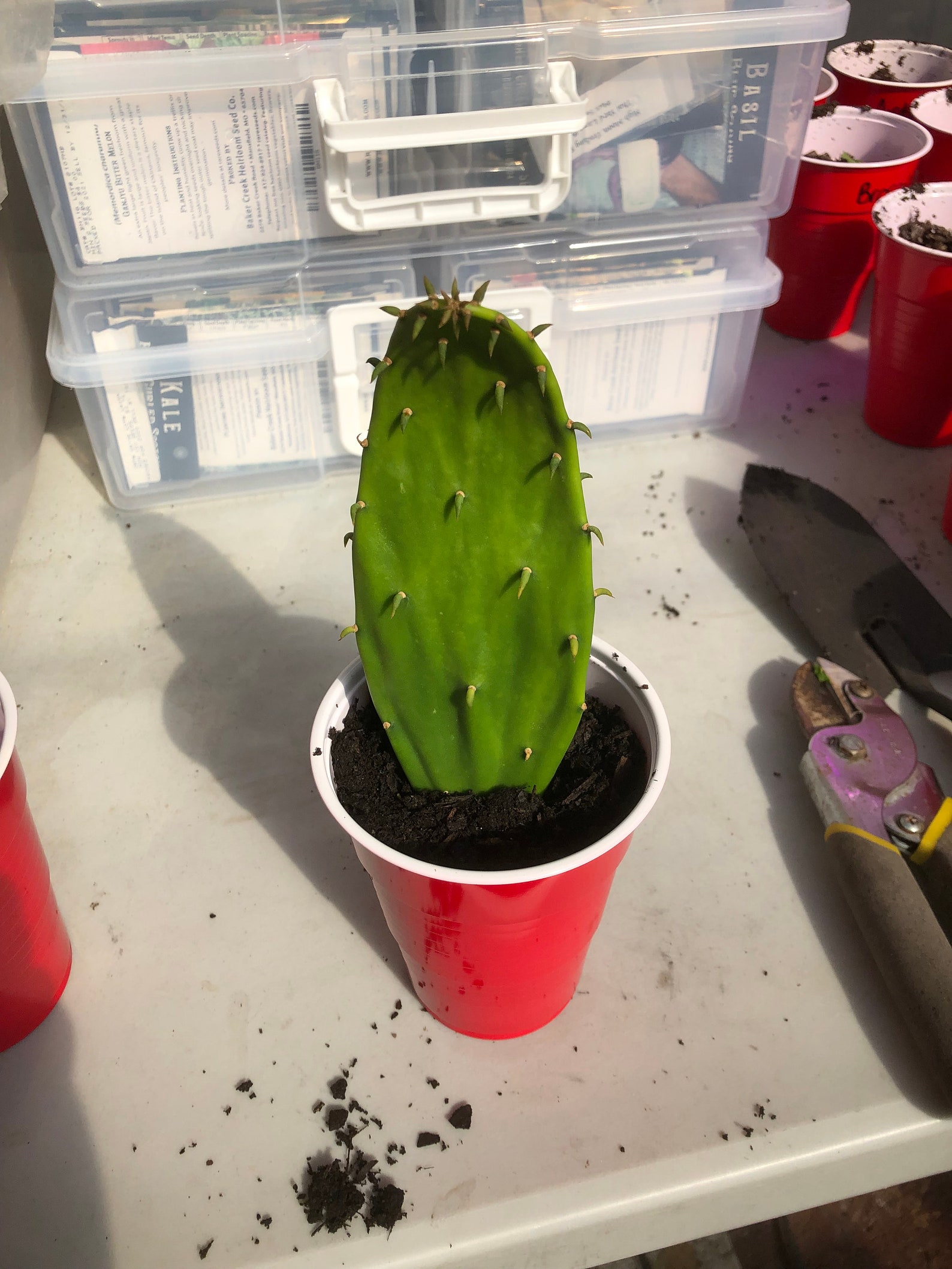 Nopales Starter Edible Live Cactus Plant - Etsy