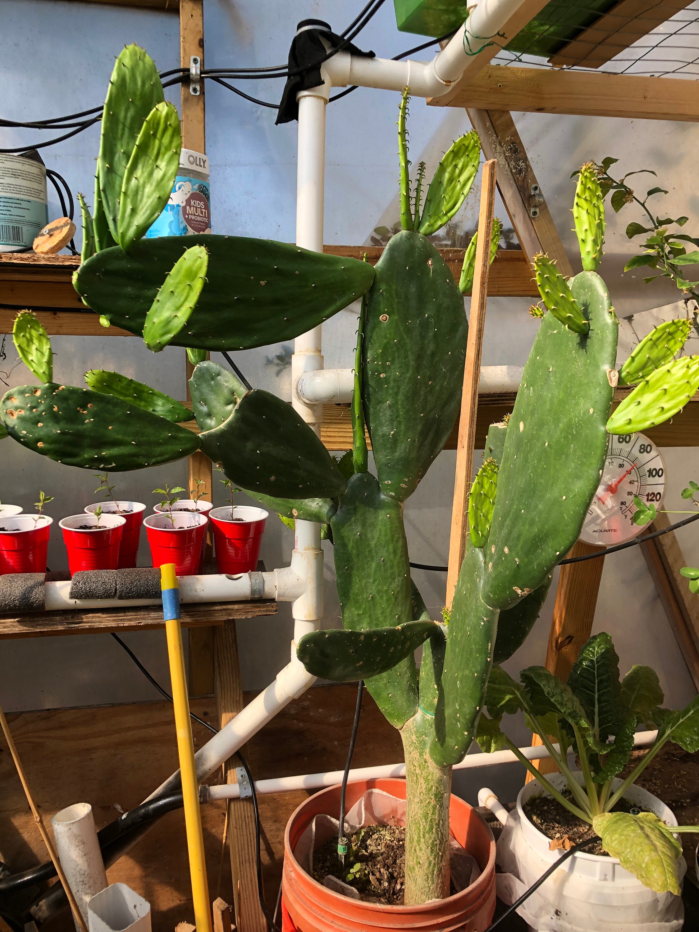 Nopales Fresh Prickly Pear Cactus Pad Cuttings - Etsy