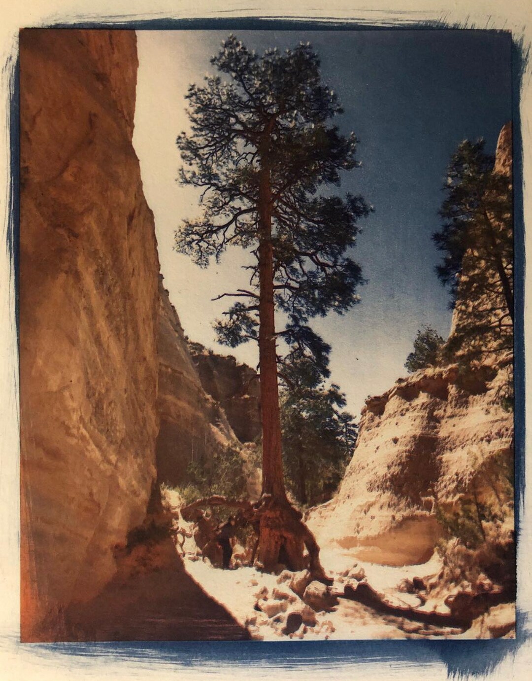 Tri-color Cyanotype of New Mexico Tree - Etsy