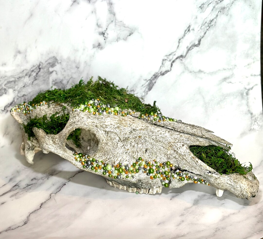 Donkey Skull - Etsy