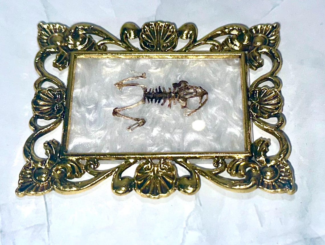 Frog Skeleton - Etsy