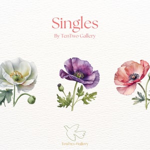 Watercolour Poppy Flowers Clipart, Floral Bouquets, Poppy Wreaths ...