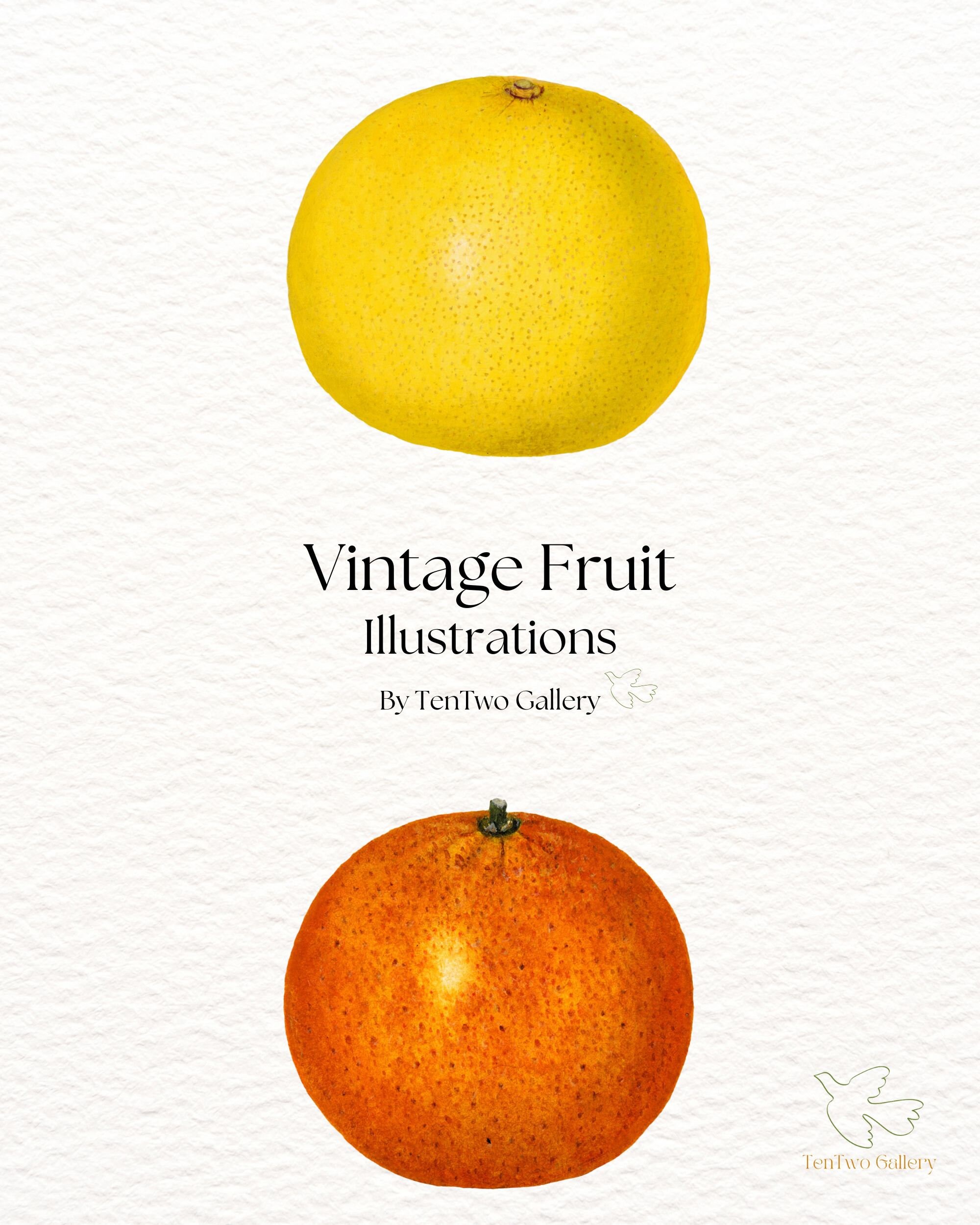 Vintage Fruit Illustrations Clipart | Vintage Fruit PNG | Food Clipart ...