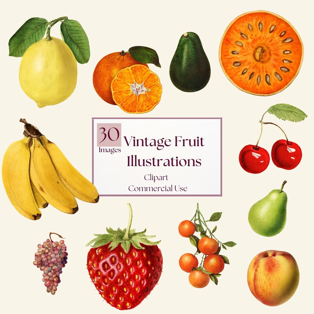Vintage Fruit Illustrations Clipart Vintage Fruit PNG Full - Etsy
