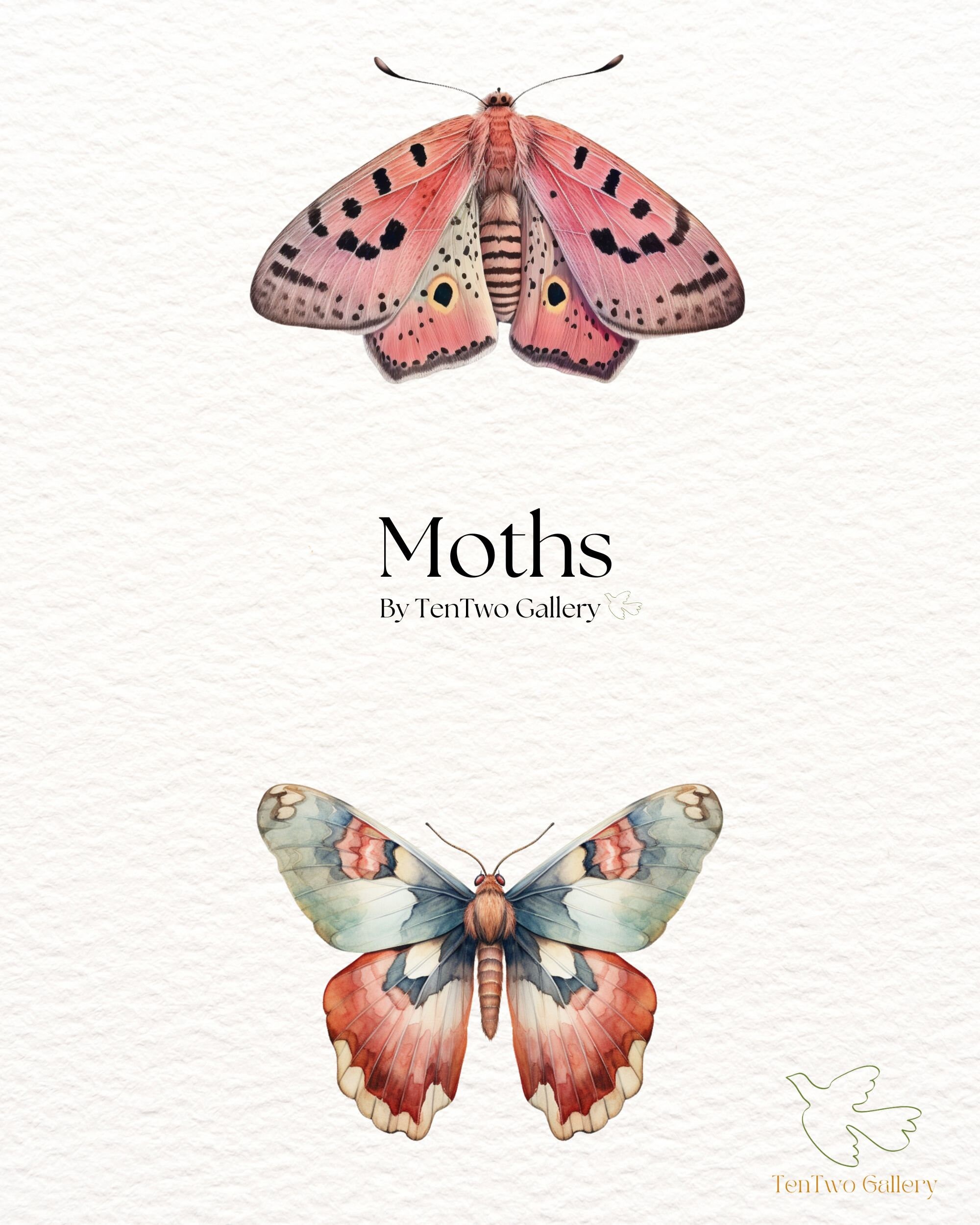 Moths Clipart Watercolour Clipart PNG Beautiful Moths Bundle Butterfly ...