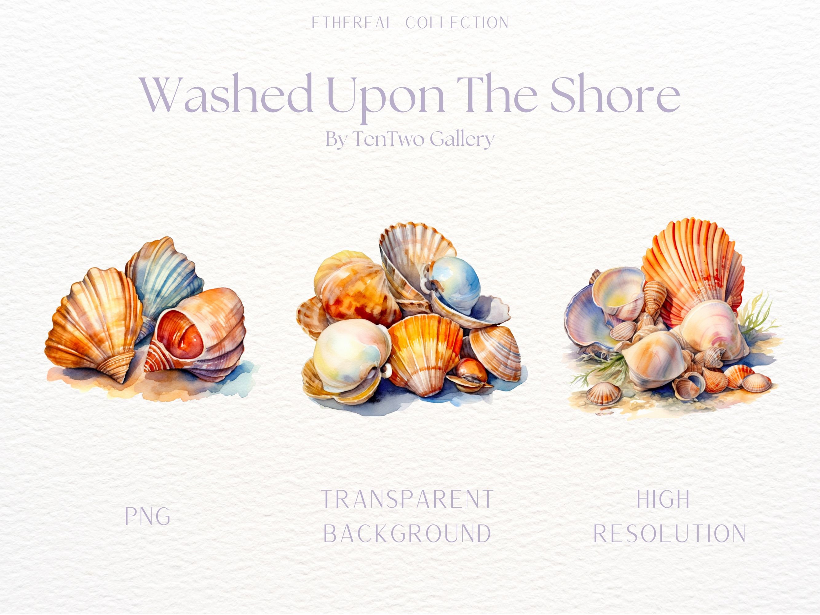Watercolour Seashells Clipart, Beach Clipart, Seashell PNG, Beach ...