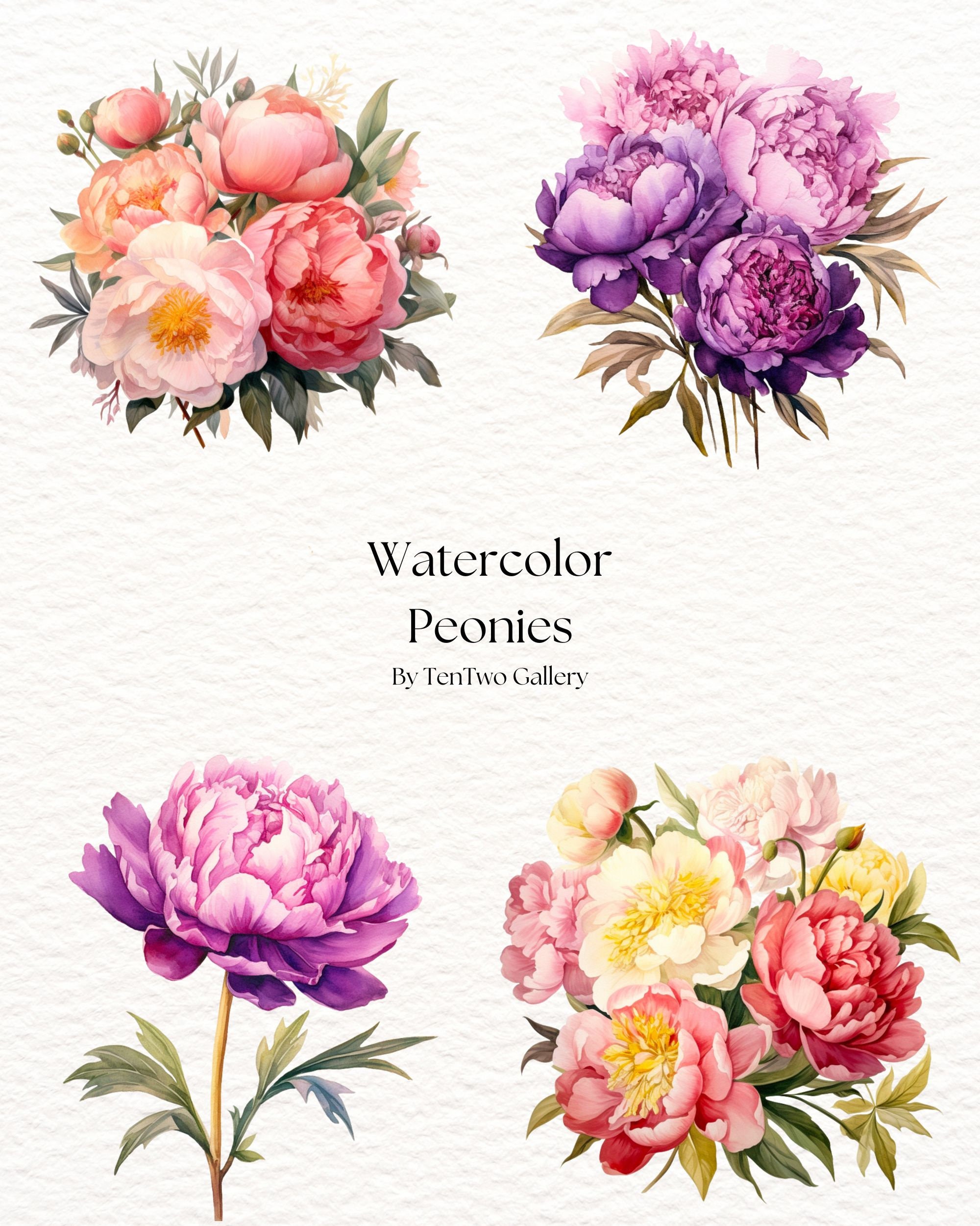 Watercolor Peonies Clipart | Watercolor Floral Clipart | Flower ...