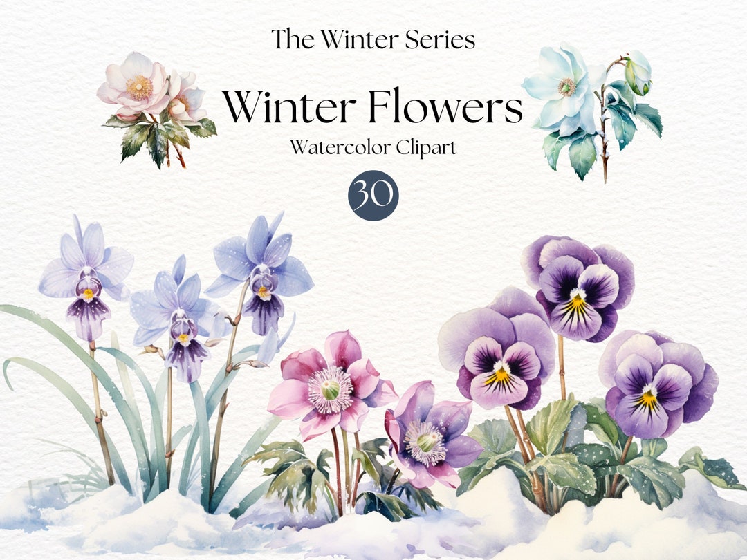 Winter Flowers Clipart Bundle Watercolor Clipart Winter Sublimation ...