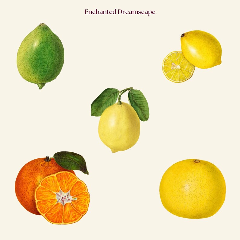 Vintage Fruit Illustrations Clipart Vintage Fruit PNG Full - Etsy