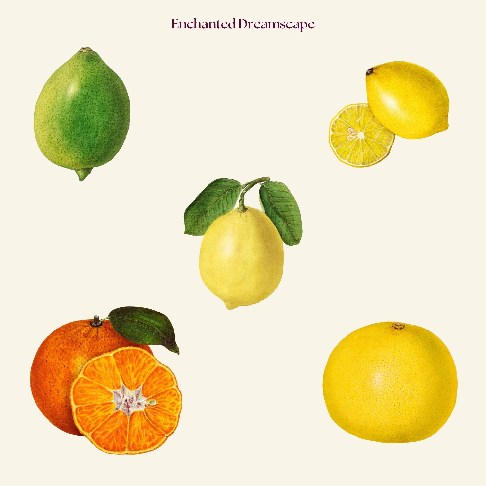 Vintage Fruit Illustrations Clipart Vintage Fruit PNG Full - Etsy