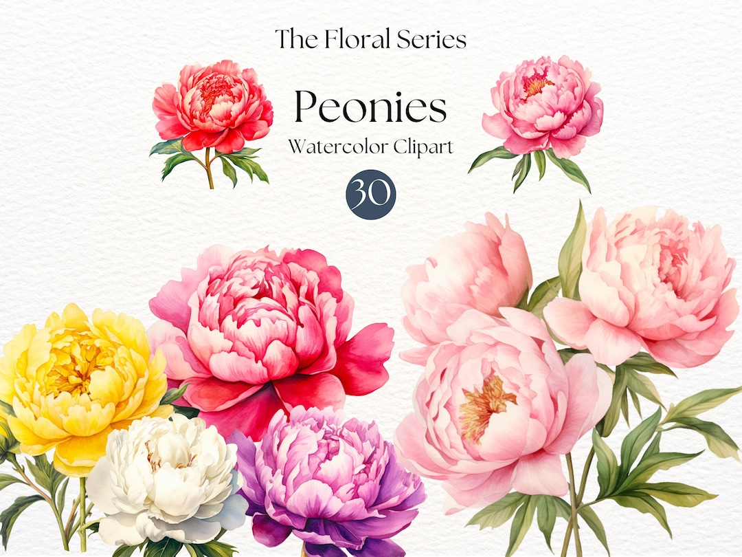 Watercolor Peonies Clipart | Watercolor Floral Clipart | Flower ...