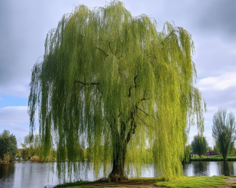 Willow Tree | on a Pond Bank - Etsy