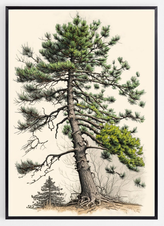 Eastern White Pine Drawing