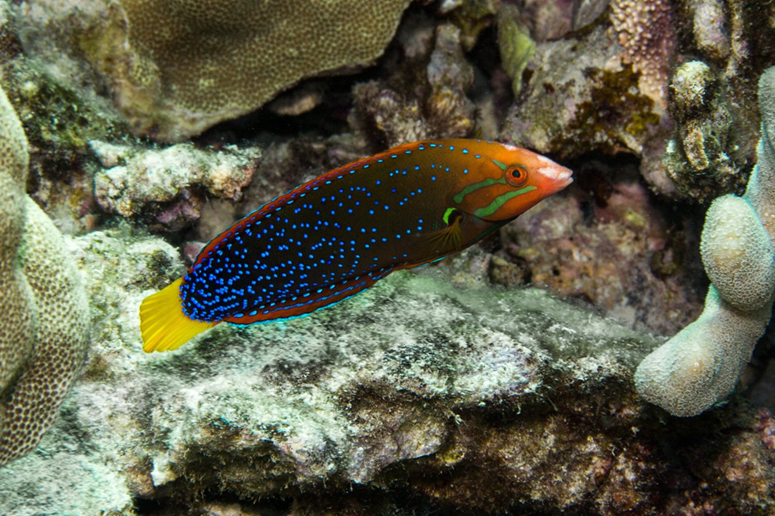 Yellowtail Coris (coris Gaimard) Fish Photographed off Hawai'i 2013 - Etsy