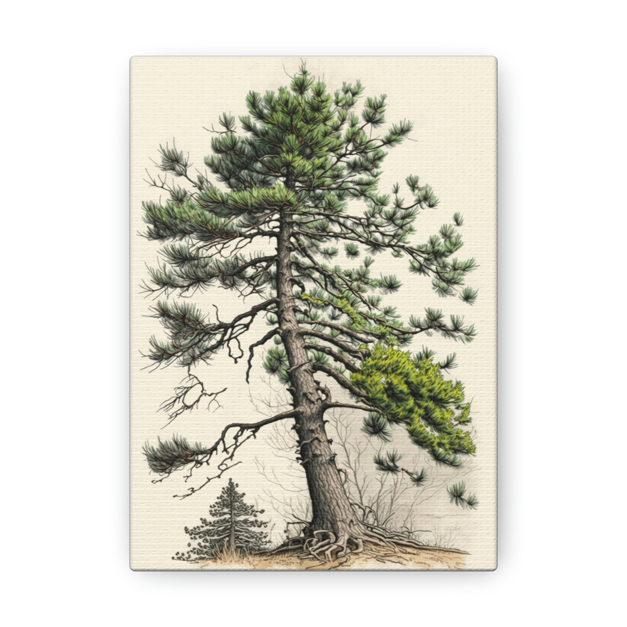Eastern White Pine Canvas Print White Pine Tree Artwork Natural Art Pinus Strobus - Etsy