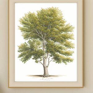 American Sycamore - Colored Pencil Print - Etsy