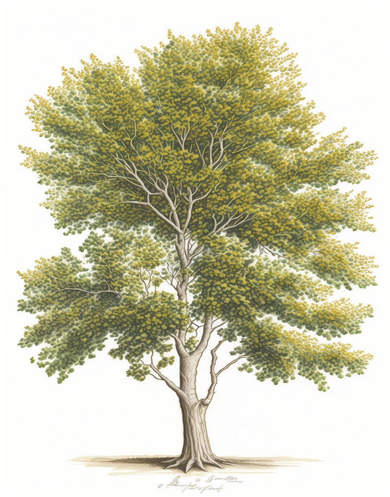 American Sycamore - Colored Pencil Print - Etsy