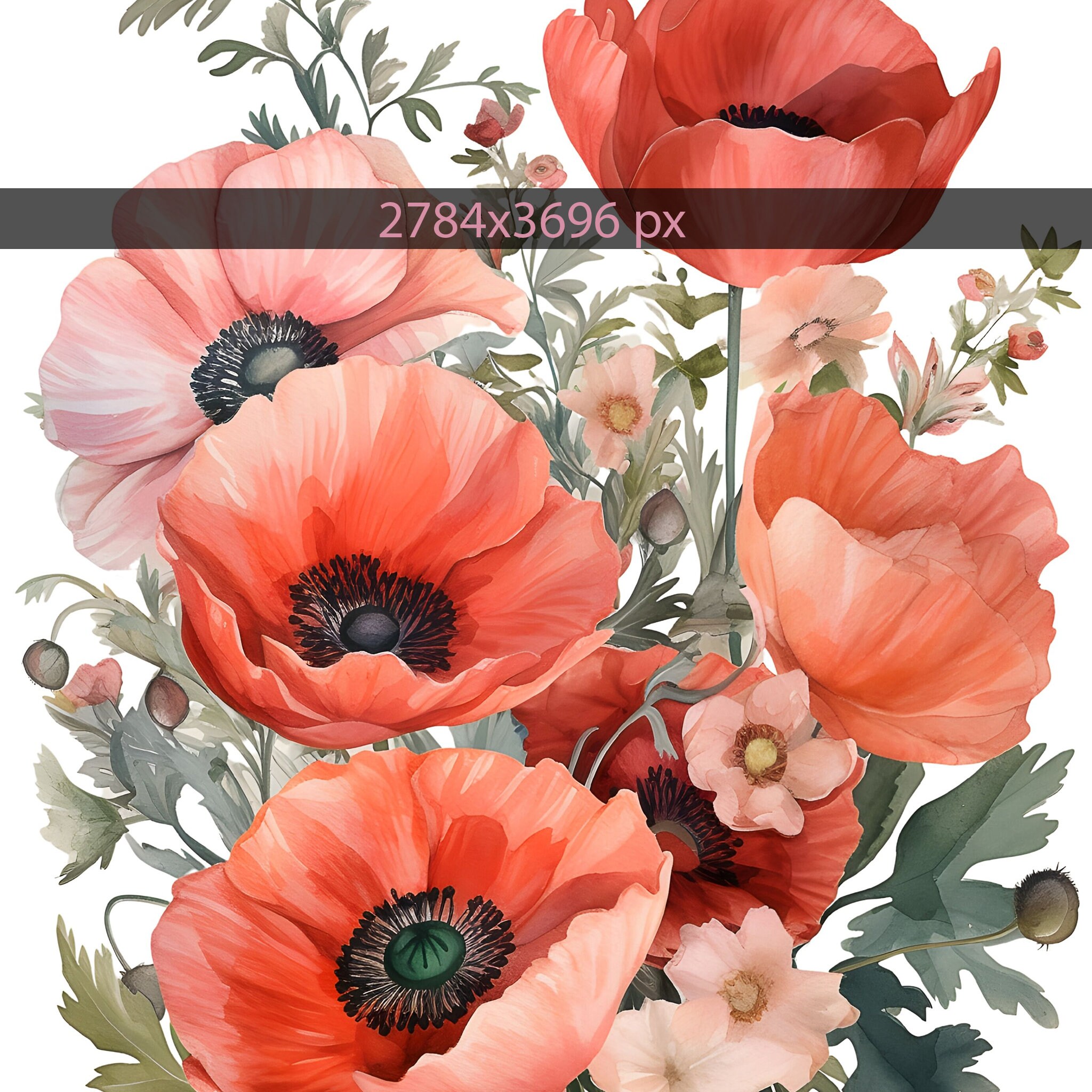 Poppy Flower Illustrations Bundle, Watercolor Floral Designs, Digital ...