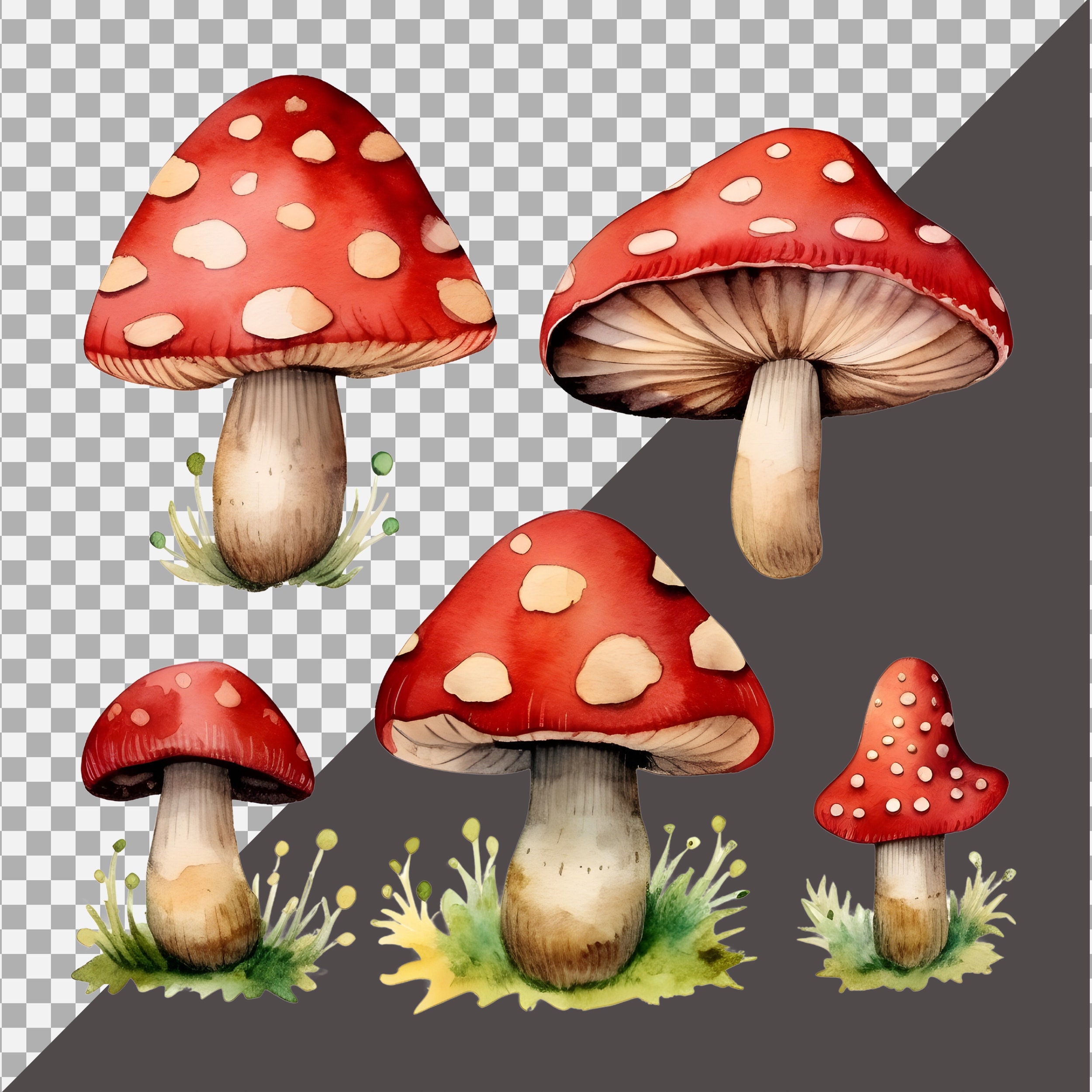 26 Individual PNG Mushrooms, Transparent Background, Illustrations ...
