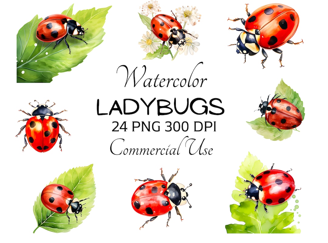 24 Ladybug Clipart, Illustrations Bundle, Watercolor Clipart, Digital ...
